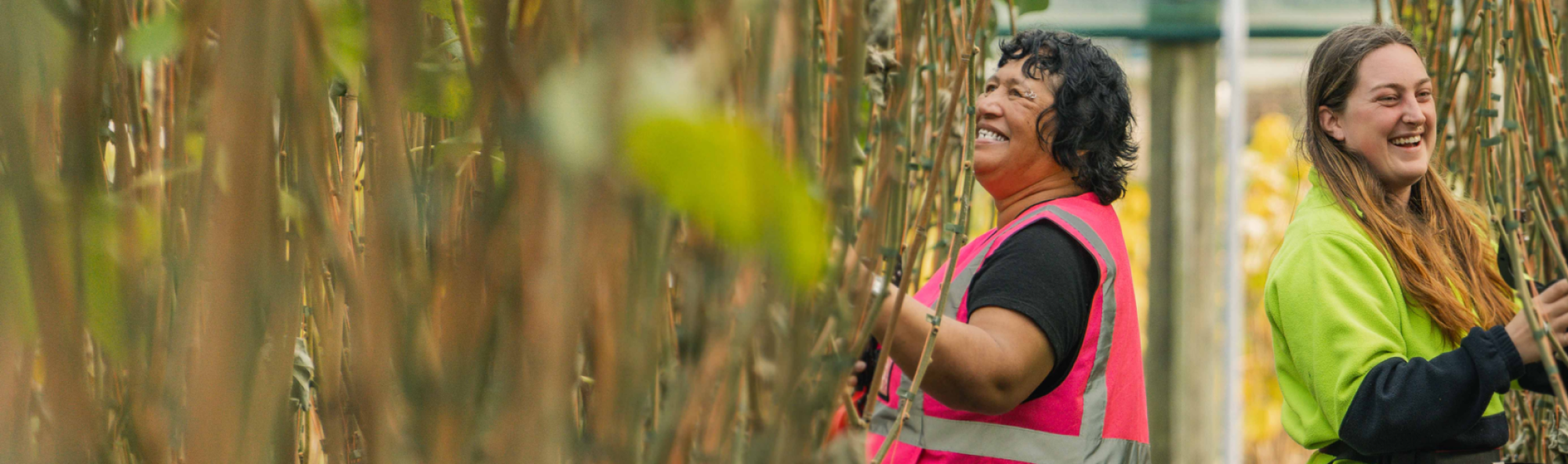Home | Employment New Zealand