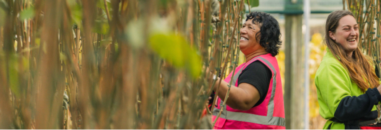 Home | Employment New Zealand